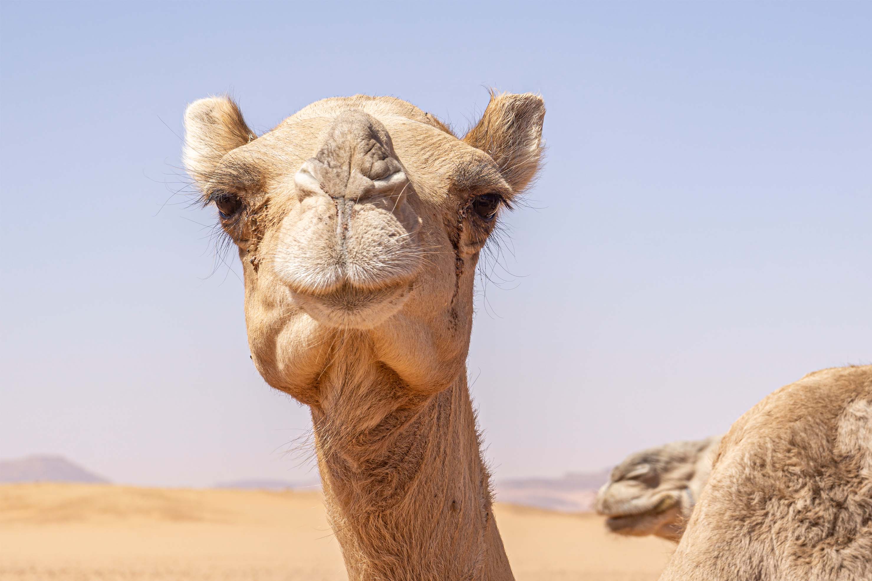The Skin Care Benefits of Camel Milk – The Camel Soap Factory